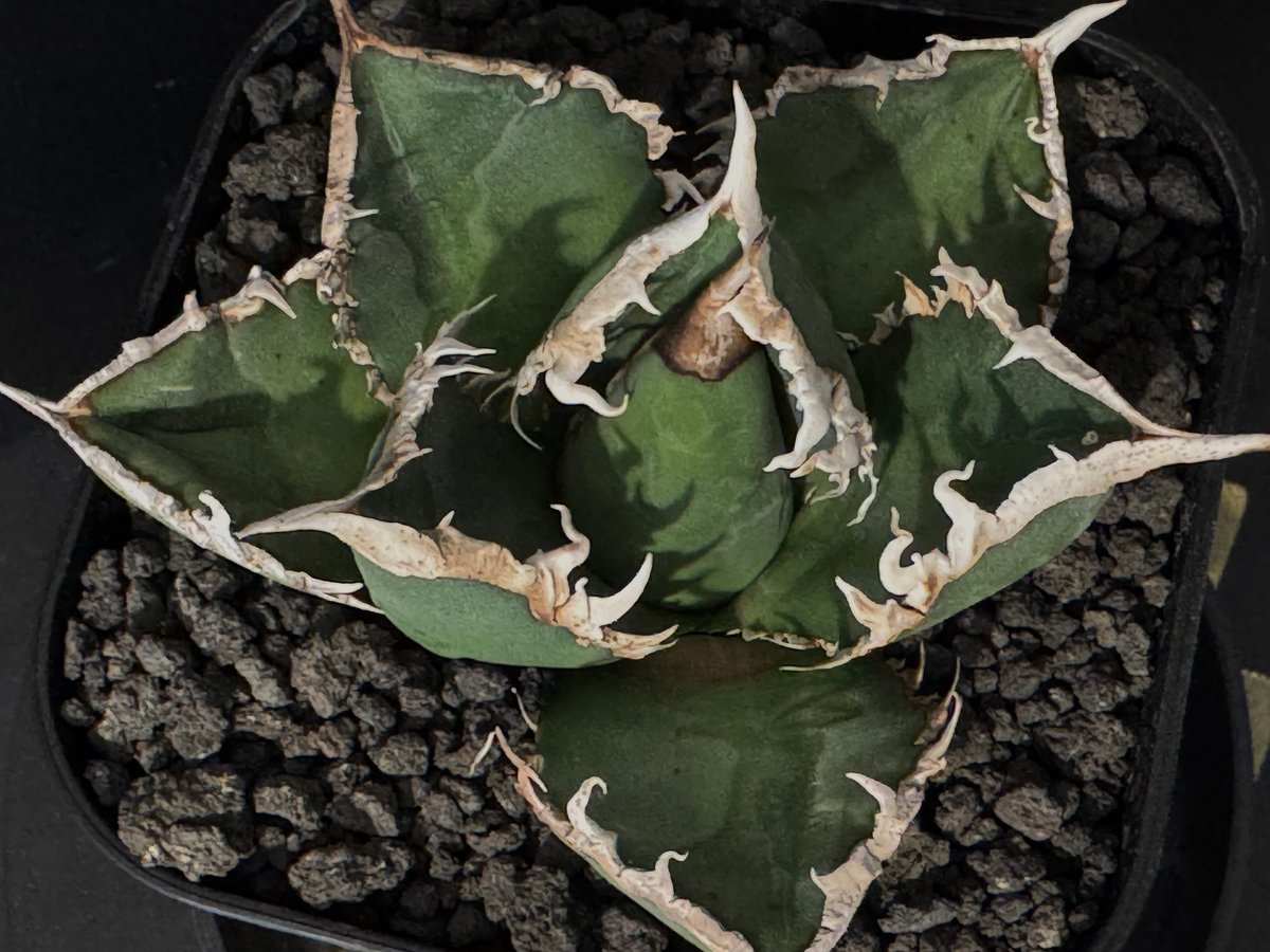 ◇厳選◇アガベ・チタノタ 狼人(小株)-036|agave titanota ◇厳選◇アガベ・チタノタ 狼人(小株)-036|agave titanota