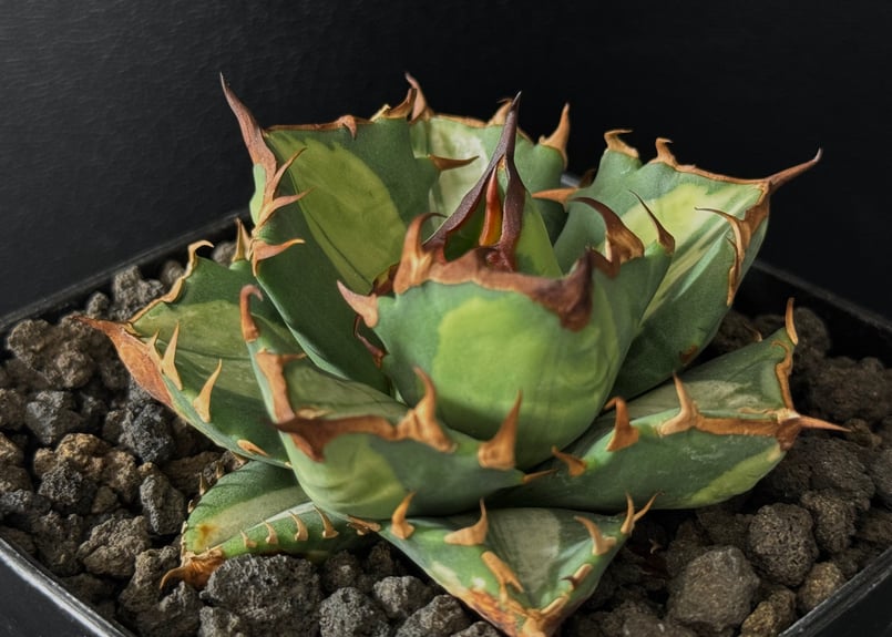 アガベ・チタノタ 姫厳竜白中斑(小株)-001|agave titanota アガベ・チタノタ 姫厳竜白中斑(小株)-001|agave titanota
