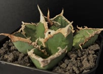 アガベ・姫蠍蟹 (小株)-003|Agave gypsophila x isthmensis アガベ・姫蠍蟹 (小株)-003|Agave gypsophila x isthmensis