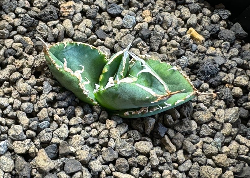 アガベ・チタノタ 繁星(芽)-039|agave titanota star‐studded アガベ・チタノタ 繁星(芽)-039|agave titanota star‐studded