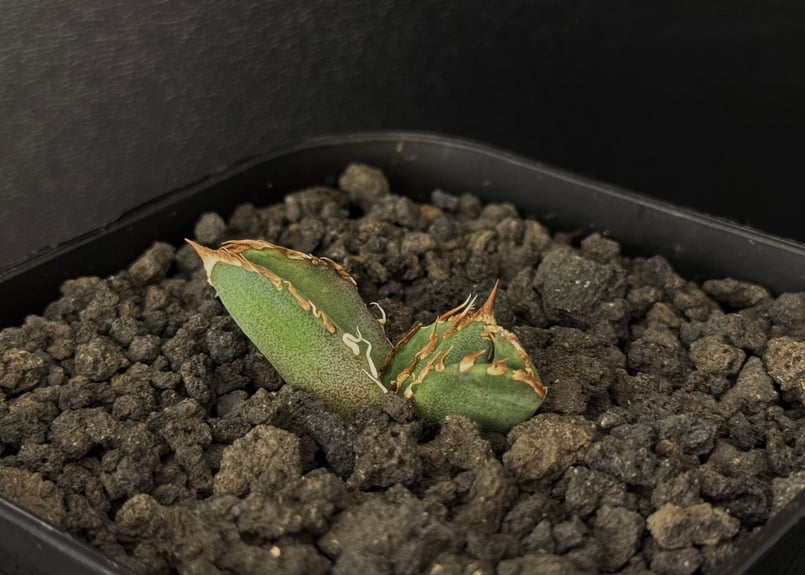 アガベ・チタノタ 皇冠(台湾Lize血統)-008|agave titanota アガベ・チタノタ 皇冠(台湾Lize血統)-008|agave titanota