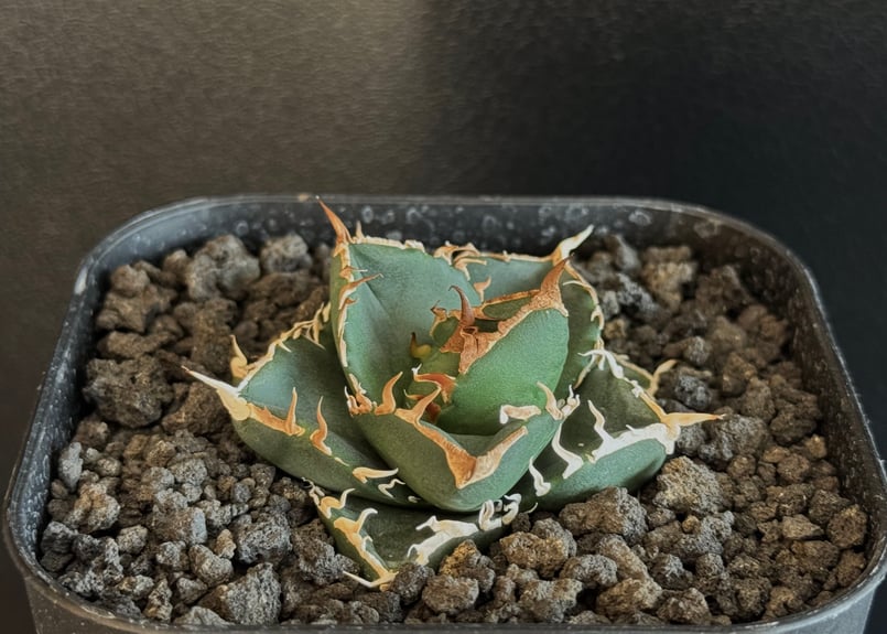 立可白/SAD(芽)-036|agave titanota south african dia 立可白/SAD(芽)-036|agave titanota south african dia