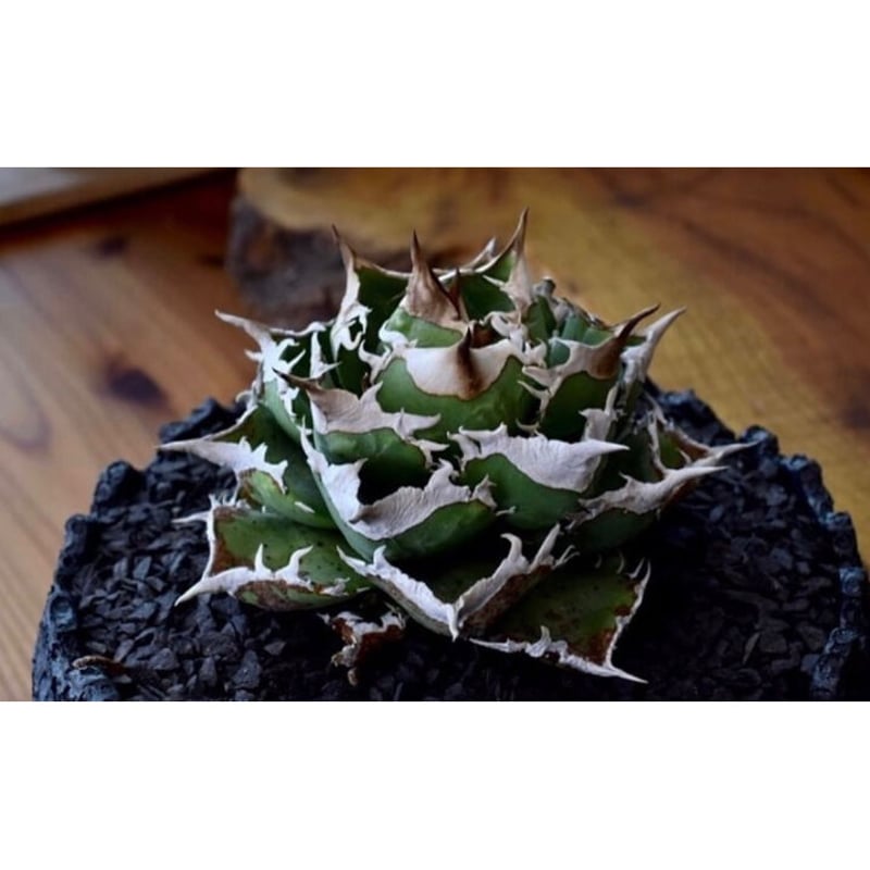 アガベ・チタノタ 清櫻-001|agave Queen | Plus_Plants STORE アガベ・チタノタ 清櫻-001|agave Queen | Plus_Plants STORE