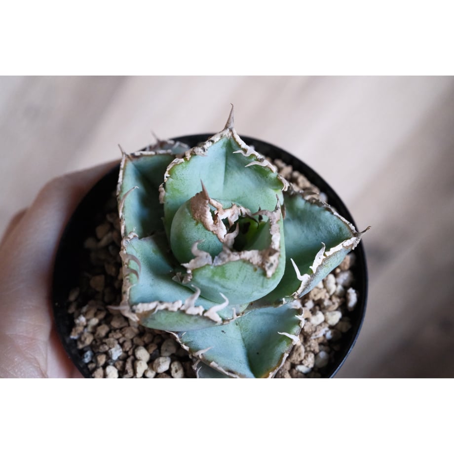 アガベ チタノタ 清桜 | Willing plant