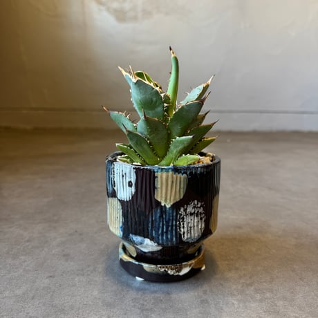 小島白刺 | STORES 小島白刺 | STORES