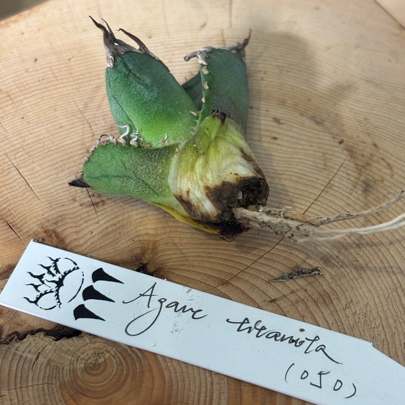新春初売りSALE】Agave titanota 新春初売りSALE】Agave titanota