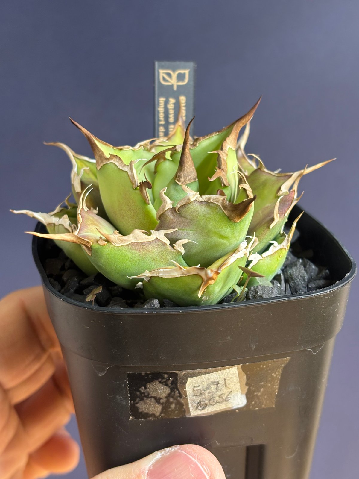 【特別SALE中】GALAXY産 Agave titanota"Griffin（5-91GS6...