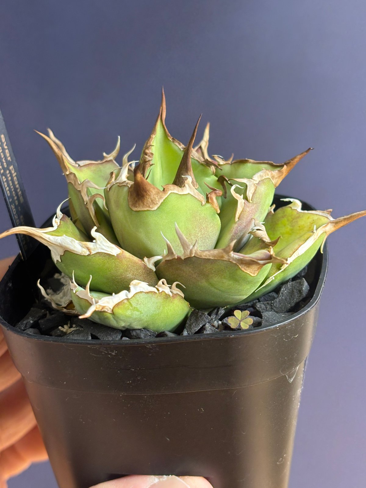 【特別SALE中】GALAXY産 Agave titanota"Griffin（5-91GS6...