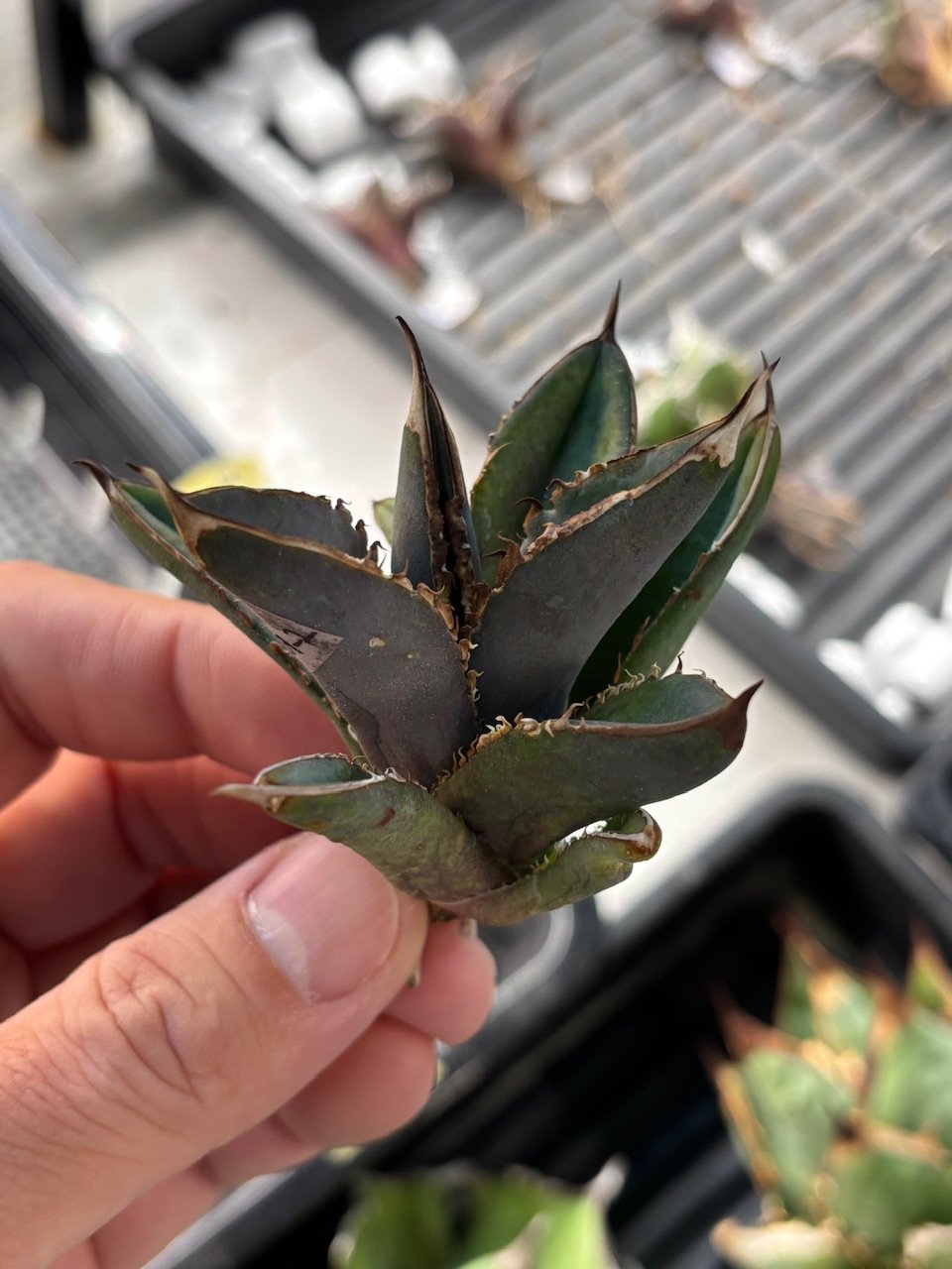 【特別SALE中】GALAXY産 Agave titanota"AG007（7-191-2）