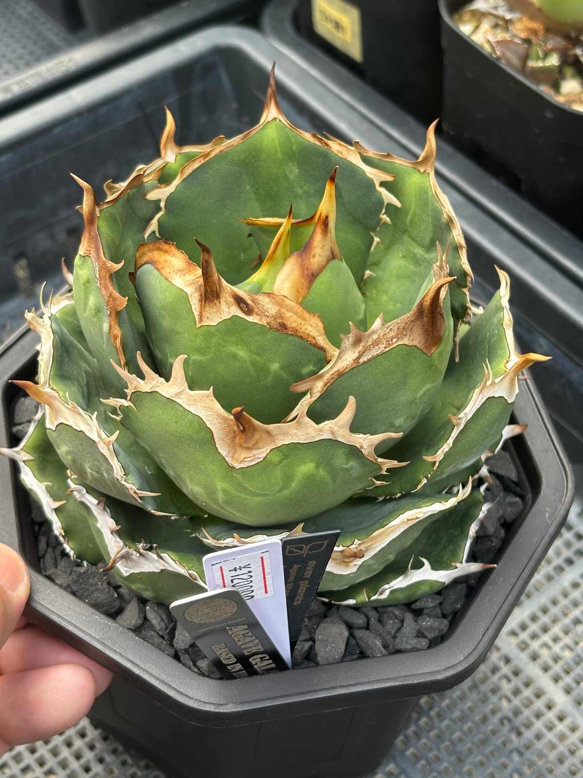 Agave titanota"battle Axe | ever_plants