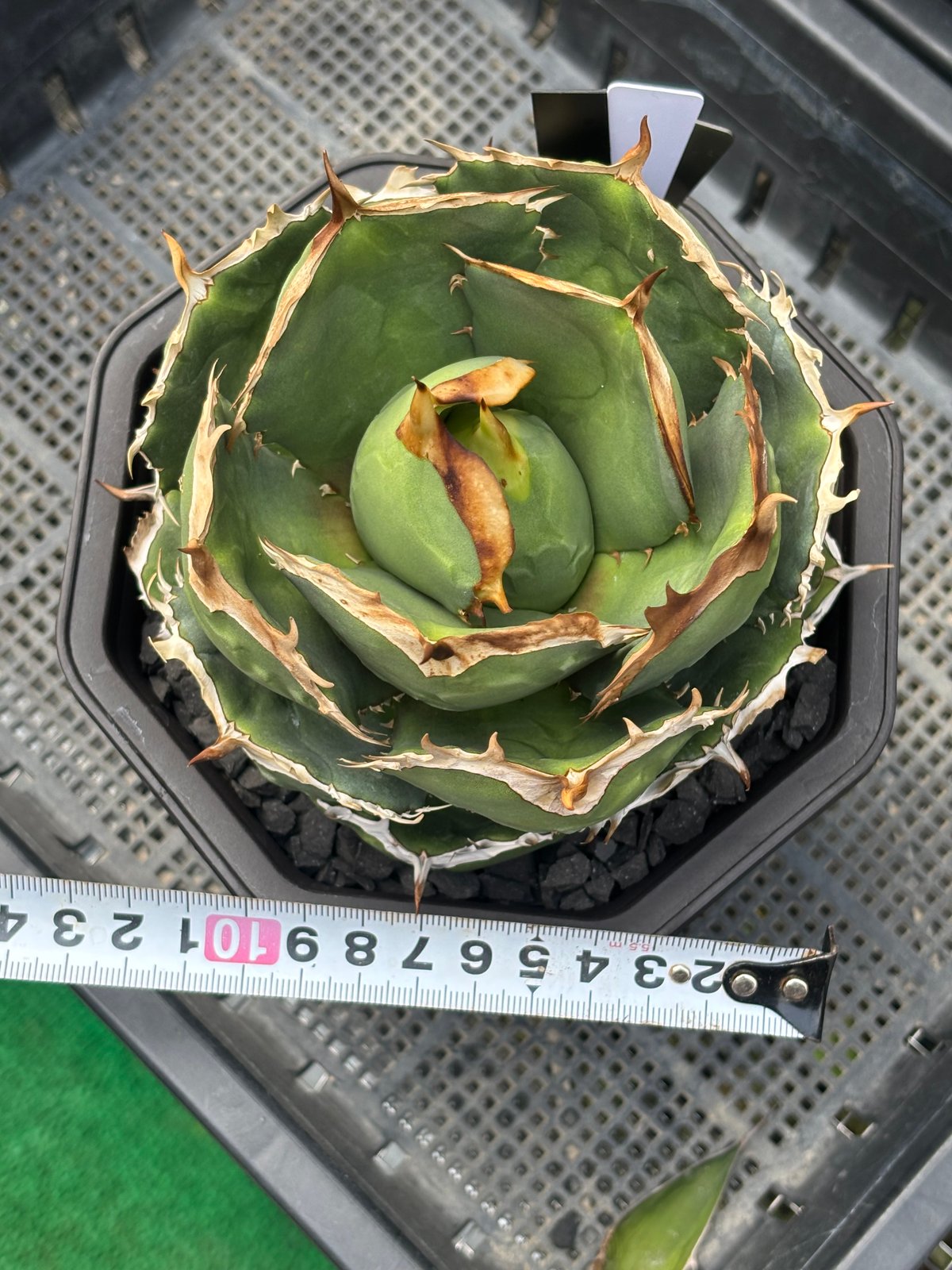 Agave titanota"battle Axe | ever_plants