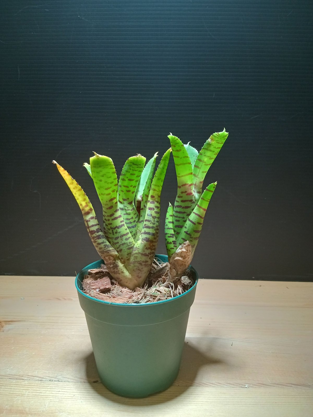 neoregelia punctatissima yellow form | satakese neoregelia punctatissima yellow form | satakese