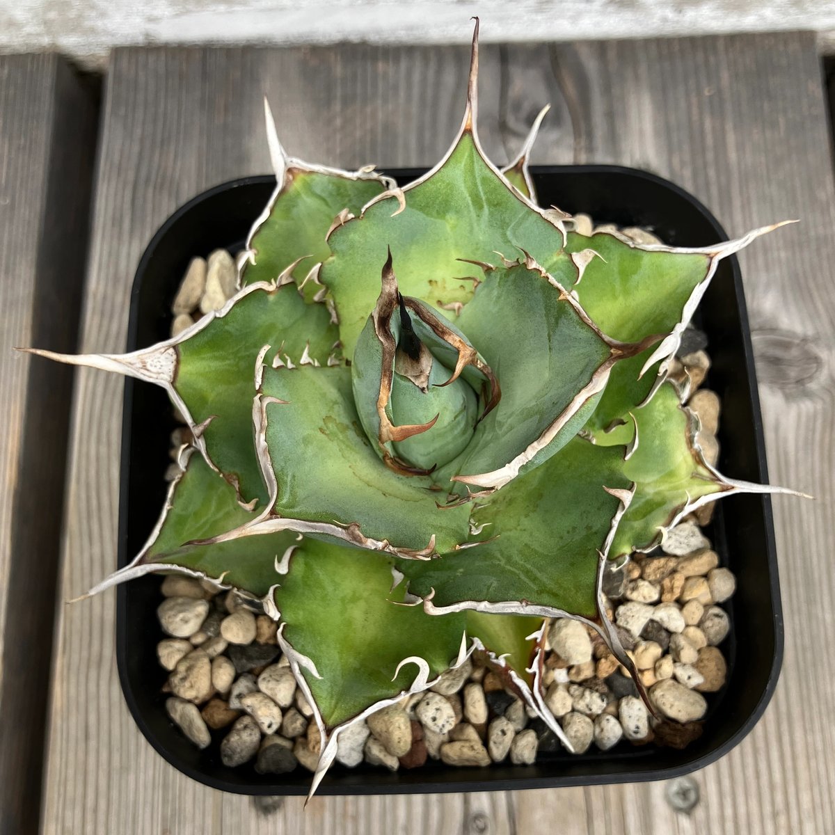 2678：Agave oteroi Hades | Home&Plants