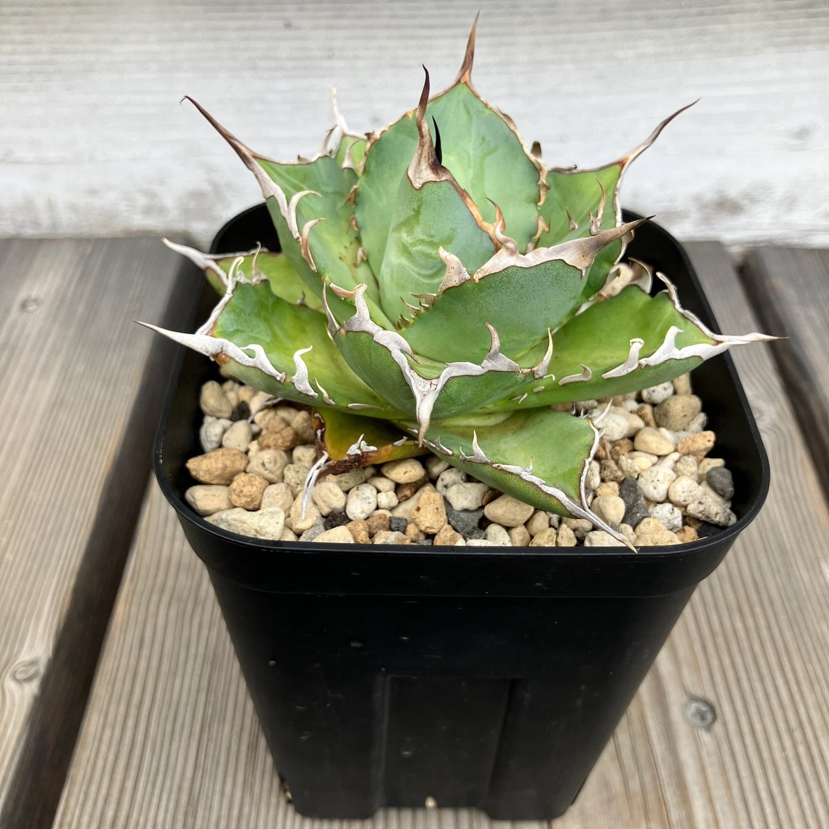 2678：Agave oteroi Hades | Home&Plants