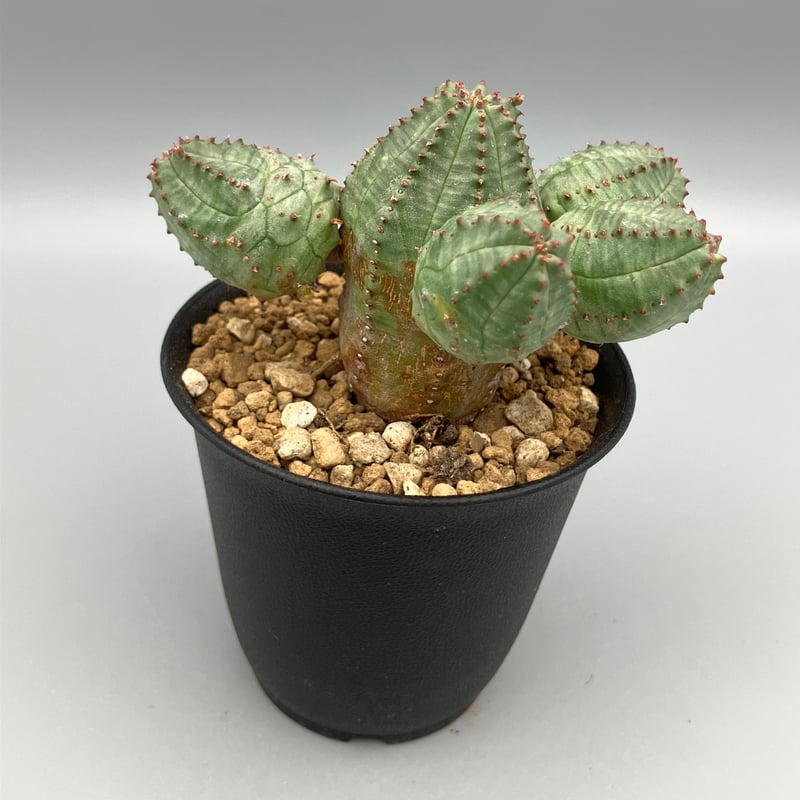 ユーフォルビア オベサブロウ 3号 | Home&Plants ユーフォルビア オベサブロウ 3号 | Home&Plants