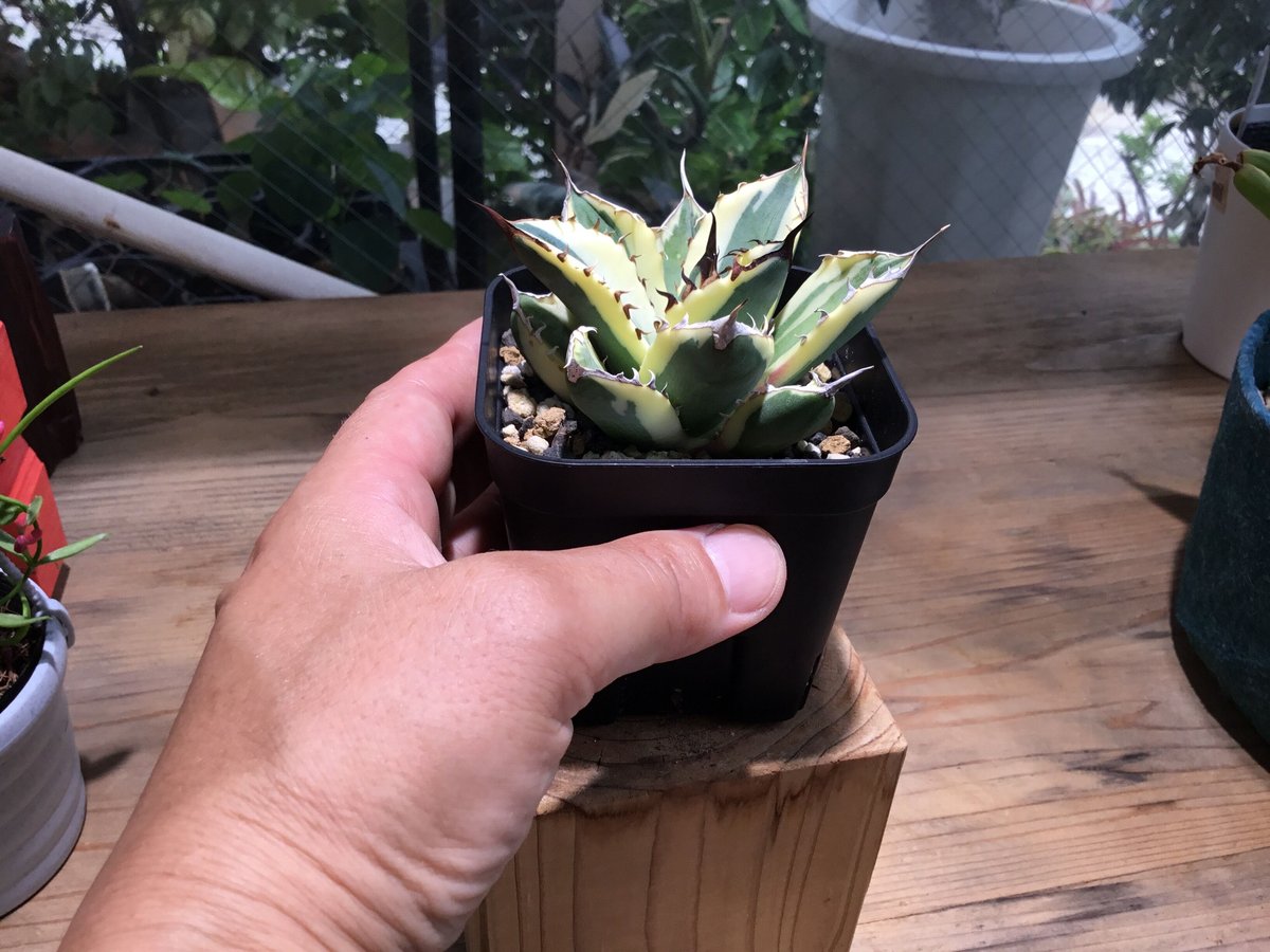 アガベ チタノタ スナグルトゥース HPN① | Home&Plants アガベ チタノタ スナグルトゥース HPN① | Home&Plants