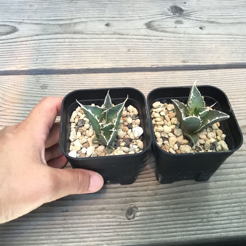 アガベ チタノタ 白鯨 | Home&Plants アガベ チタノタ 白鯨 | Home&Plants