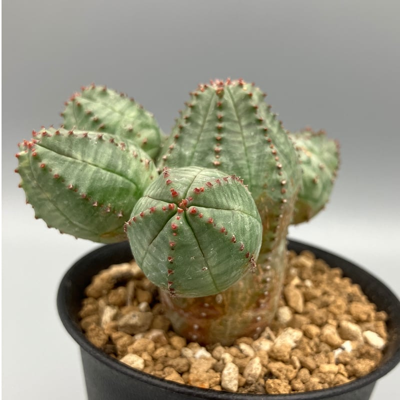 ユーフォルビア オベサブロウ 3号 | Home&Plants ユーフォルビア オベサブロウ 3号 | Home&Plants