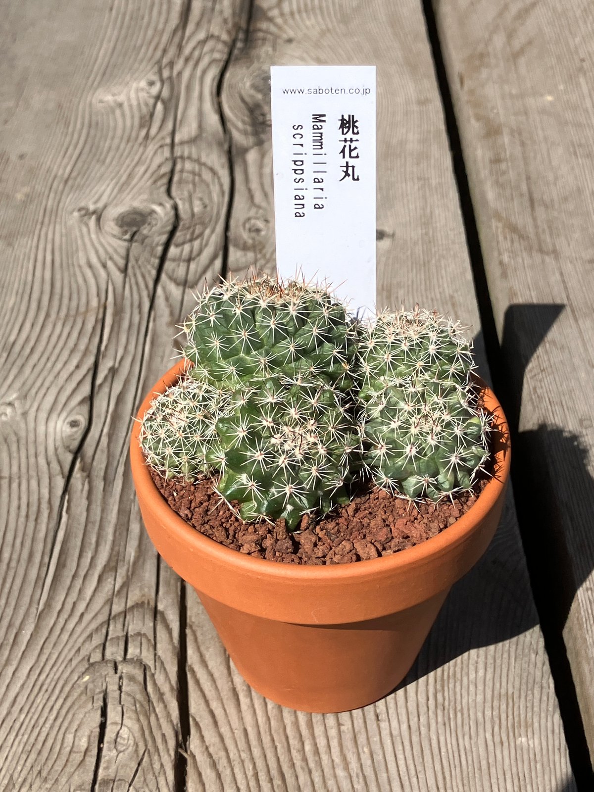 サボテン群生 桃花丸(素焼鉢) 3号 | Home&Plants サボテン群生 桃花丸(素焼鉢) 3号 | Home&Plants