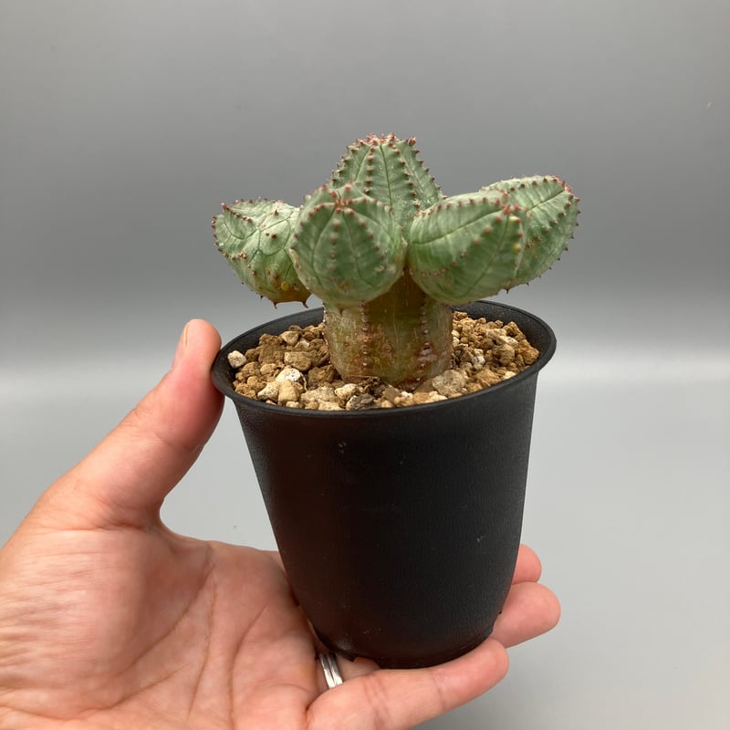 ユーフォルビア オベサブロウ 3号 | Home&Plants ユーフォルビア オベサブロウ 3号 | Home&Plants