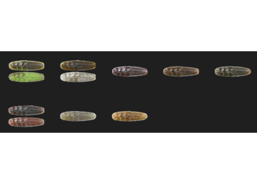 JACKALL/ジャッカル JIMMY IMO 2"/ジミーイモ2インチ Feco認定 | B...