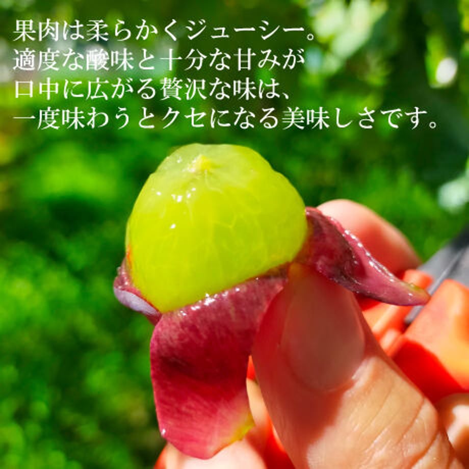 【数量限定】大粒で貴重で高級ぶどう「藤稔」(ふじみのり)約2kg・1箱2-3房入り。 | mfarm