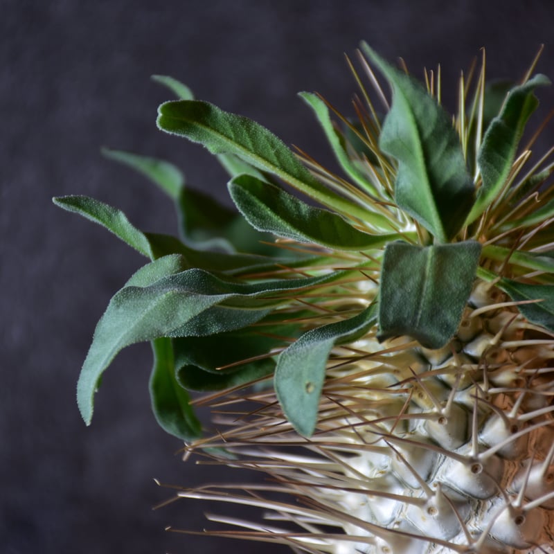 Pachypodium namaquanum パキポディウム ナマクアナム 発根済 Pachypodium namaquanum パキポディウム ナマクアナム 発根済