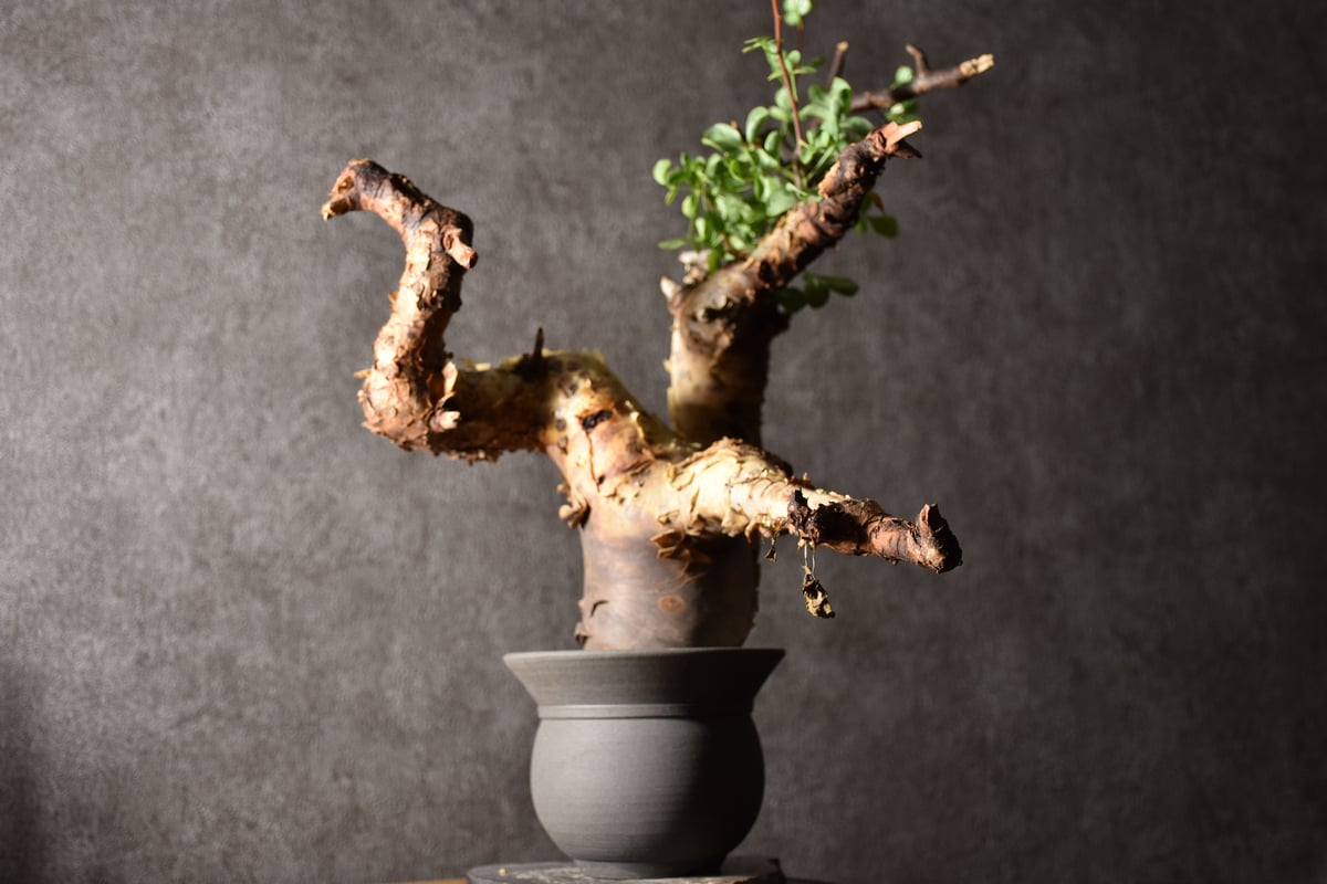 Commiphora kataf pure コミフォラ ピュアカタフ 発根済現地株 1 Commiphora kataf pure コミフォラ ピュアカタフ 発根済現地株 1