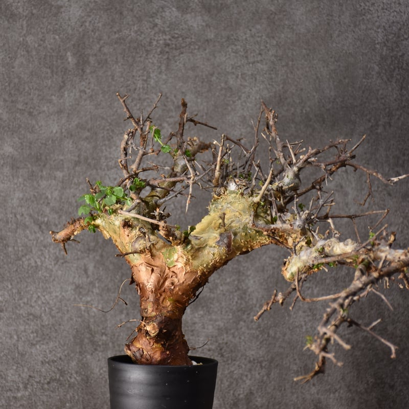 Commiphora cyclophira コミフォラ シクロフィラ 発根済現地株 Commiphora cyclophira コミフォラ シクロフィラ 発根済現地株