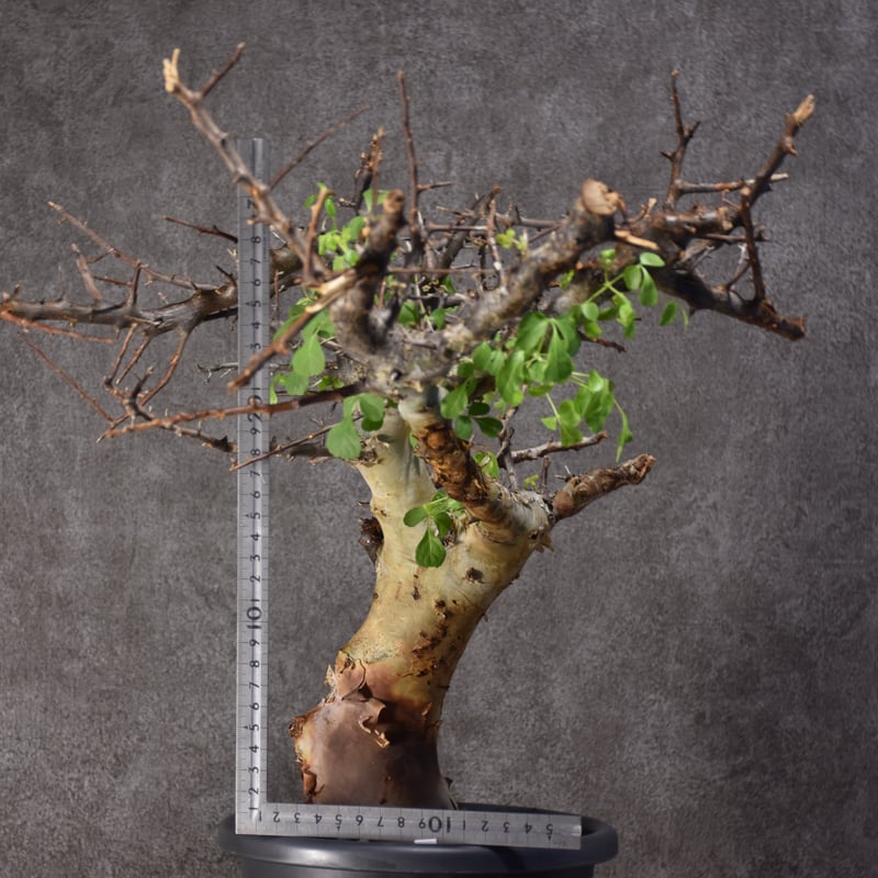 Commiphora kataf var.turkanensis コミフォラ カタフ ターカネ Commiphora kataf var.turkanensis コミフォラ カタフ ターカネ