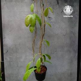 ホヤ ミンドレンシス 4品種販売開始 | UNI-Plants ビカクシダ ホヤ ミンドレンシス 4品種販売開始 | UNI-Plants ビカクシダ