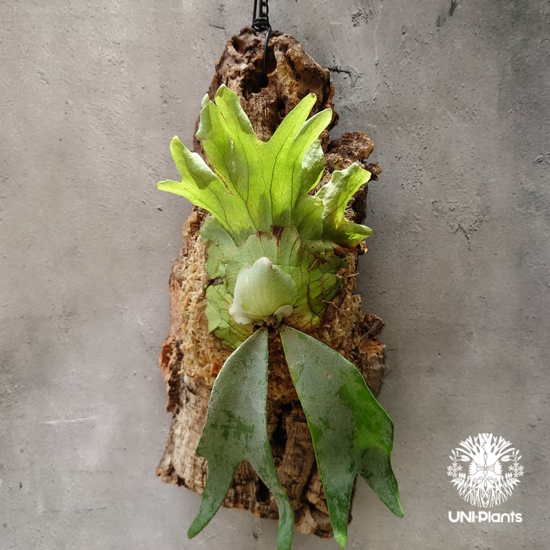 Platycerium willinckii 'W.A.Manda ビカクシダ ウィリンキー Platycerium willinckii 'W.A.Manda ビカクシダ ウィリンキー