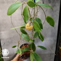 希少! Hoya mindorensis orange ホヤ ミンドレンシス オレンジ 限 希少! Hoya mindorensis orange ホヤ ミンドレンシス オレンジ 限