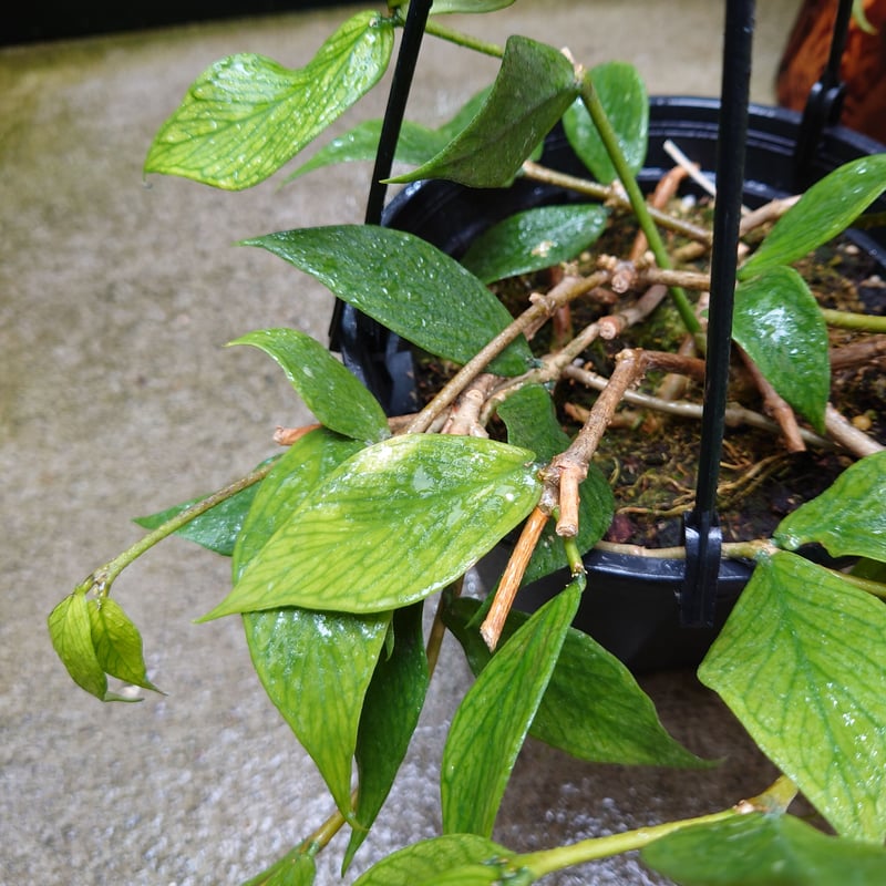 ホヤ ポリネウラ Hoya polyneura ホヤ植物 植物 珍奇植物 珍奇 ホヤ ポリネウラ Hoya polyneura ホヤ植物 植物 珍奇植物 珍奇