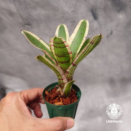 neoregelia | STORES neoregelia | STORES
