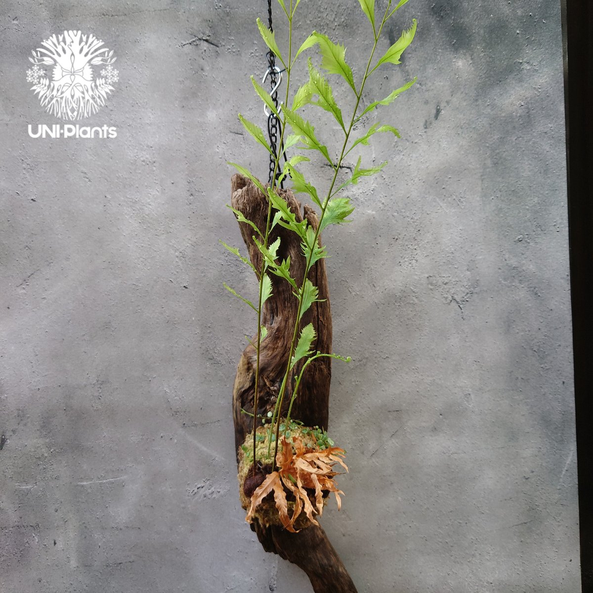 Drynaria rigidula `whitei ドリナリア·リギデュラ'ホワイティ Drynaria rigidula `whitei ドリナリア·リギデュラ'ホワイティ