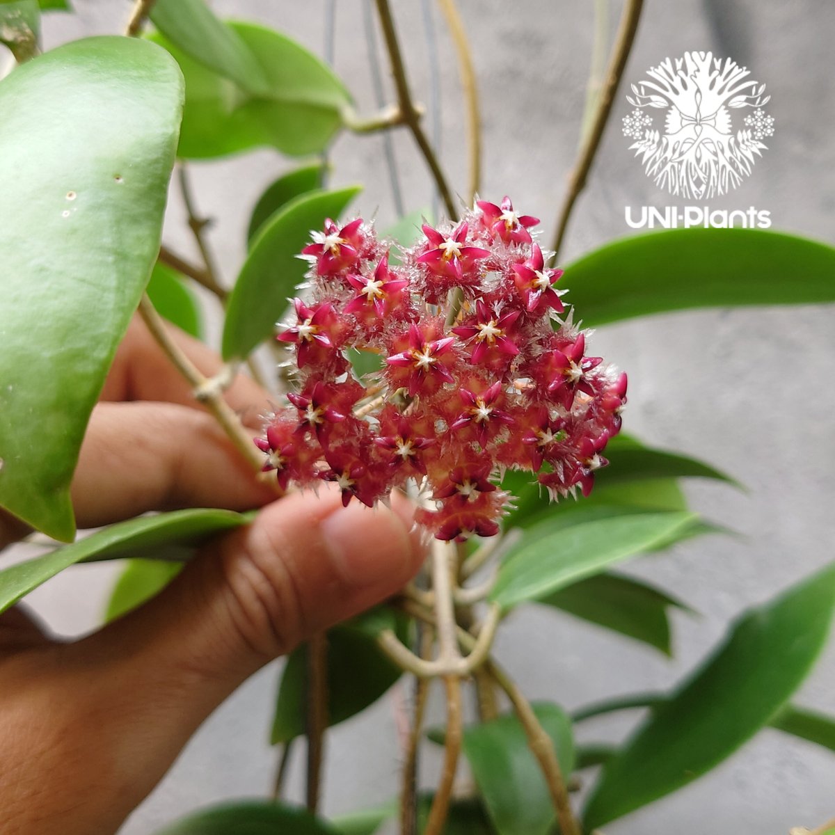 開花中 希少! Hoya mindorensis superba ホヤミンドレンシス 開花中 希少! Hoya mindorensis superba ホヤミンドレンシス