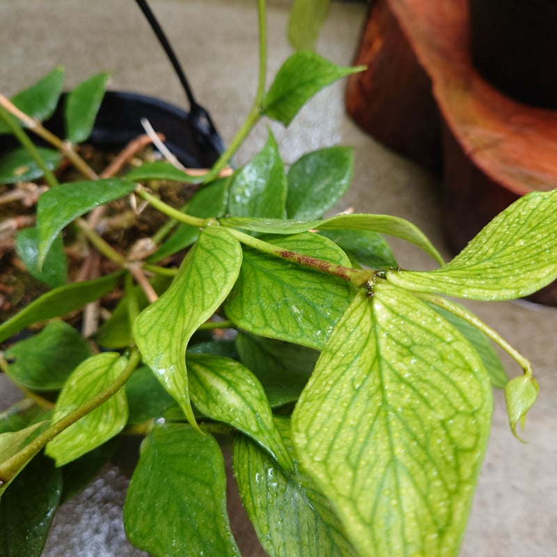 ホヤ ポリネウラ Hoya polyneura ホヤ植物 植物 珍奇植物 珍奇 ホヤ ポリネウラ Hoya polyneura ホヤ植物 植物 珍奇植物 珍奇