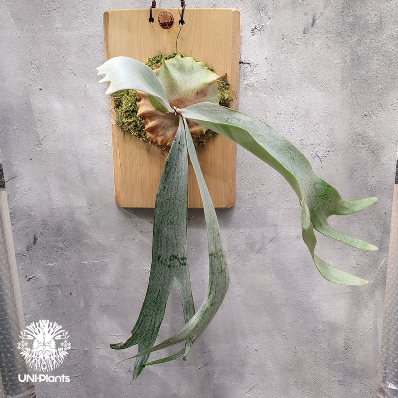 Platycerium Saikeaw(P.andinum x P.willinckii) ビ Platycerium Saikeaw(P.andinum x P.willinckii) ビ
