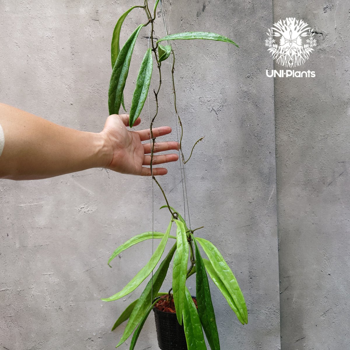 Hoya Sulawesiana ホヤ スラウェシアナ ホヤ植物 Hoya plants 珍し...