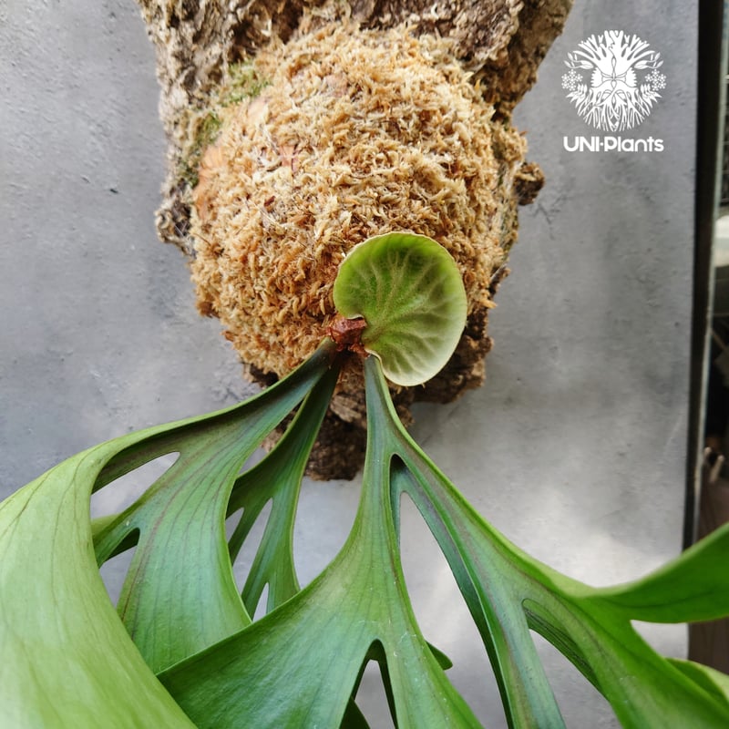 ビカクシダ キッチャクード Platycerium mt.kitshakood コウモリ ビカクシダ キッチャクード Platycerium mt.kitshakood コウモリ