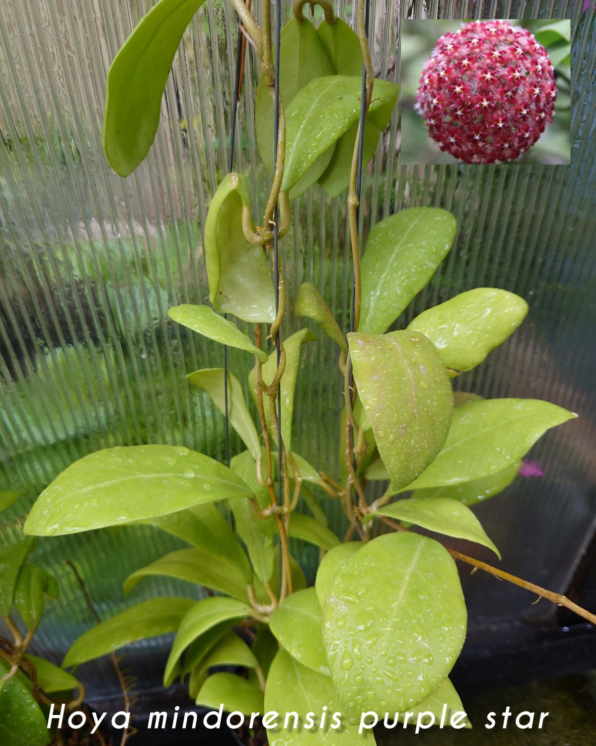 希少! Hoya mindorensis purple star ホヤ ミンドレンシス パ 希少! Hoya mindorensis purple star ホヤ ミンドレンシス パ