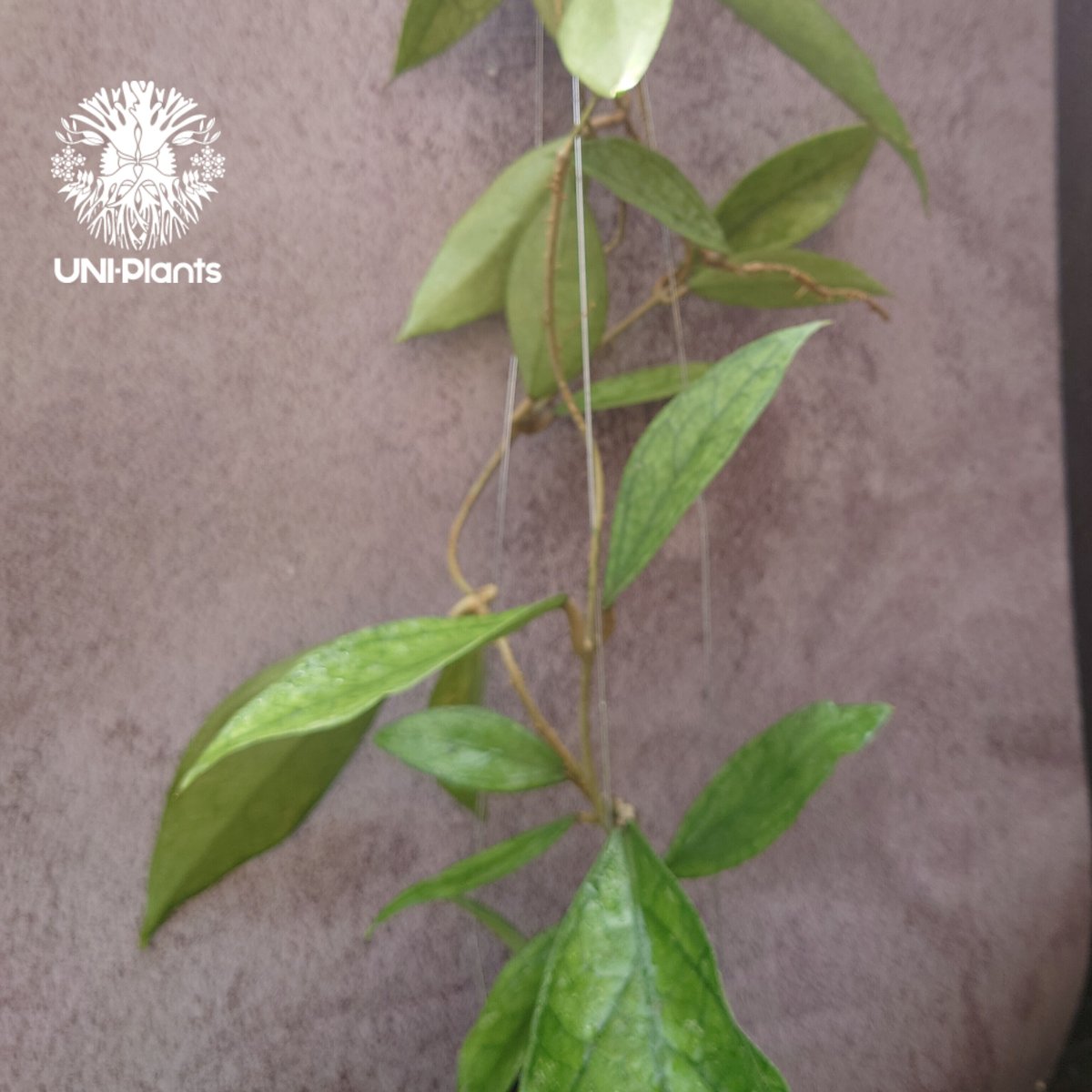 Hoya Germany ホヤ ジャーマニ 希少 ホヤ植物 ホヤの花 観葉植物 珍しい 希少...