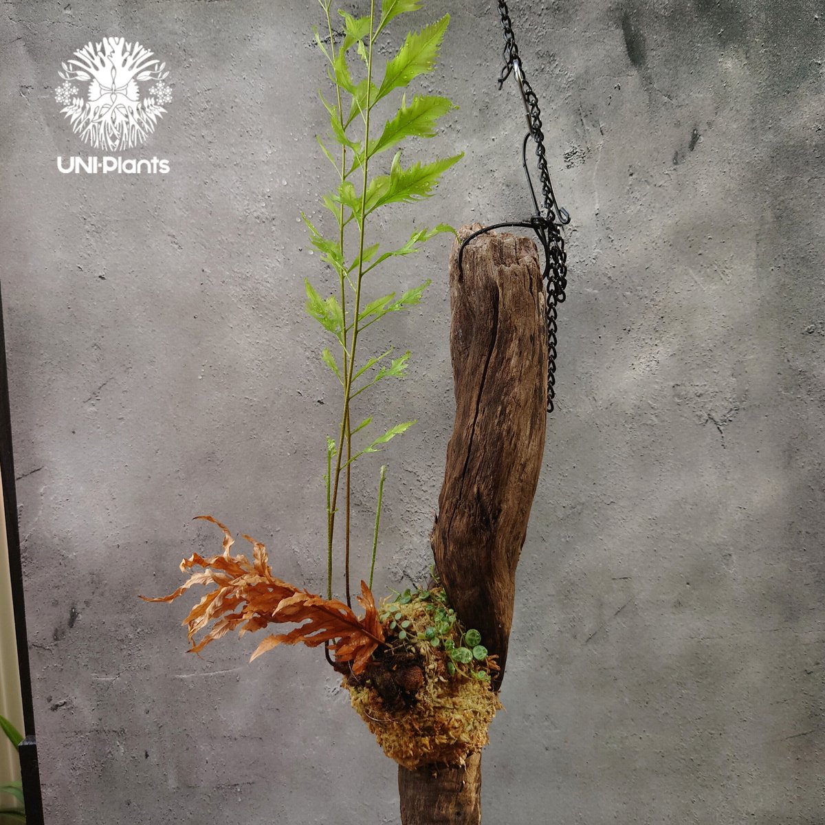Drynaria rigidula `whitei ドリナリア·リギデュラ'ホワイティ Drynaria rigidula `whitei ドリナリア·リギデュラ'ホワイティ