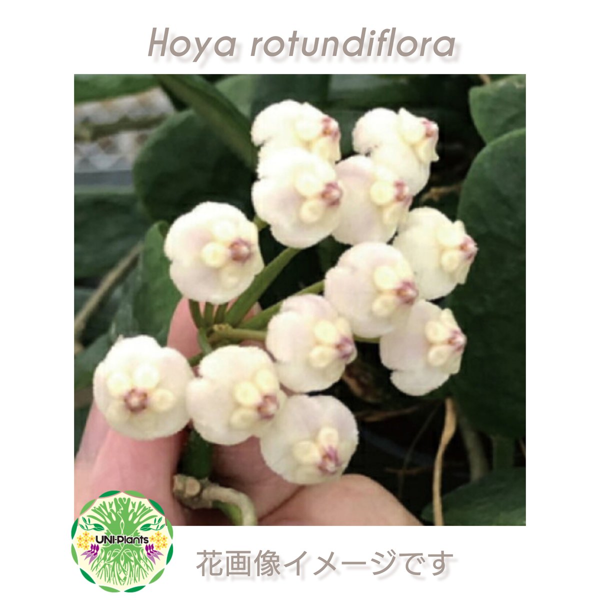 ホヤ ロツンディフォリア Hoya rotundiflora ホヤ植物 Hoya plant...