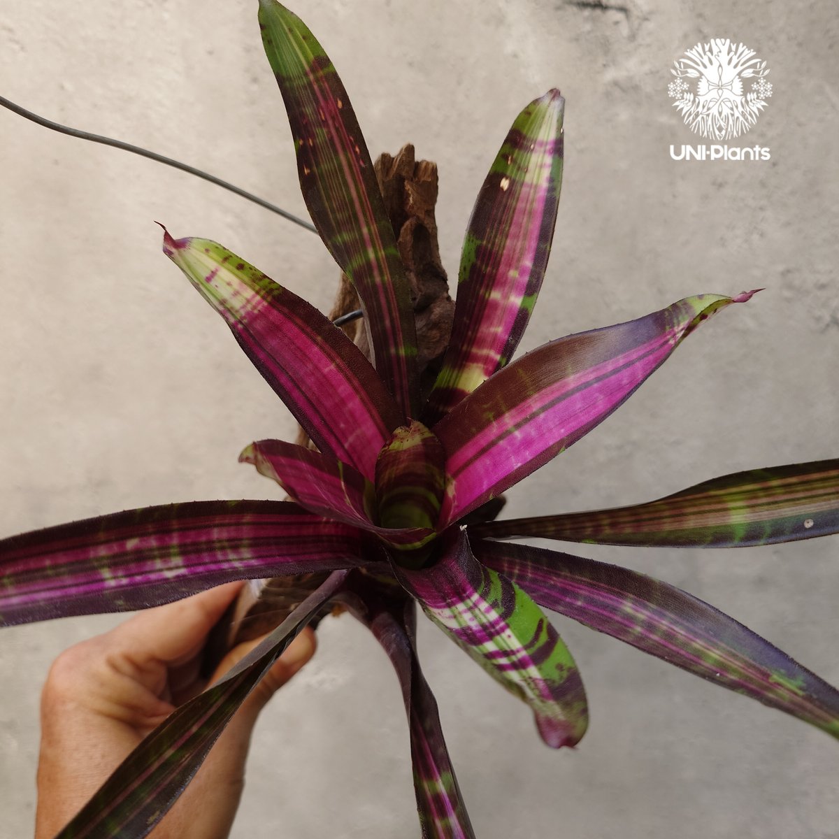 Neoregelia voodini hybrid ネオレゲリア Neoregelia ブロ...
