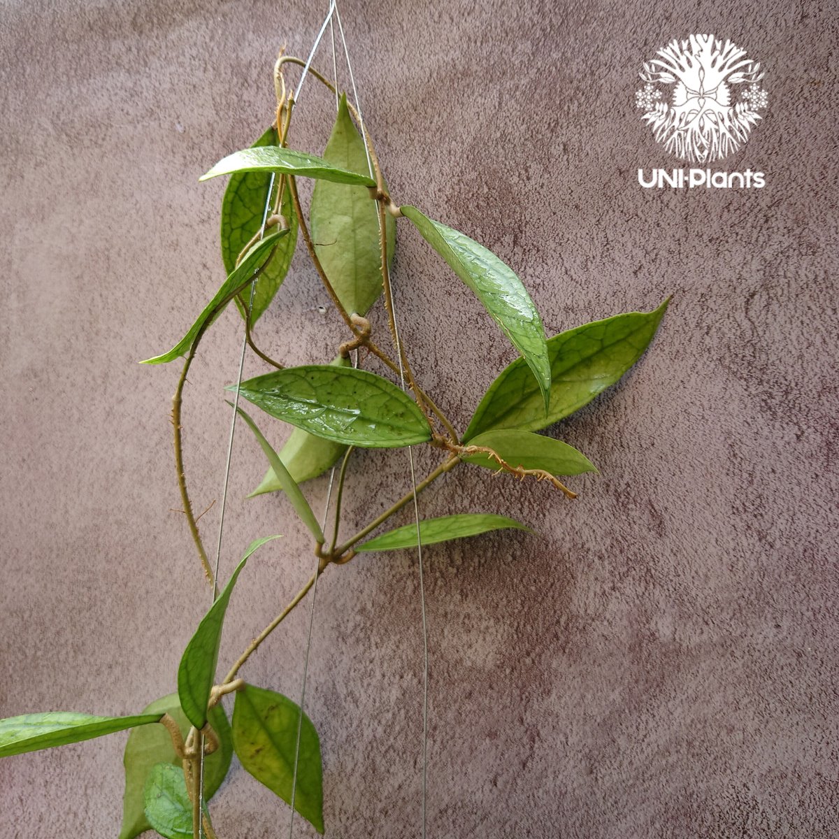 Hoya Germany ホヤ ジャーマニ 希少 ホヤ植物 ホヤの花 観葉植物 珍しい 希少...
