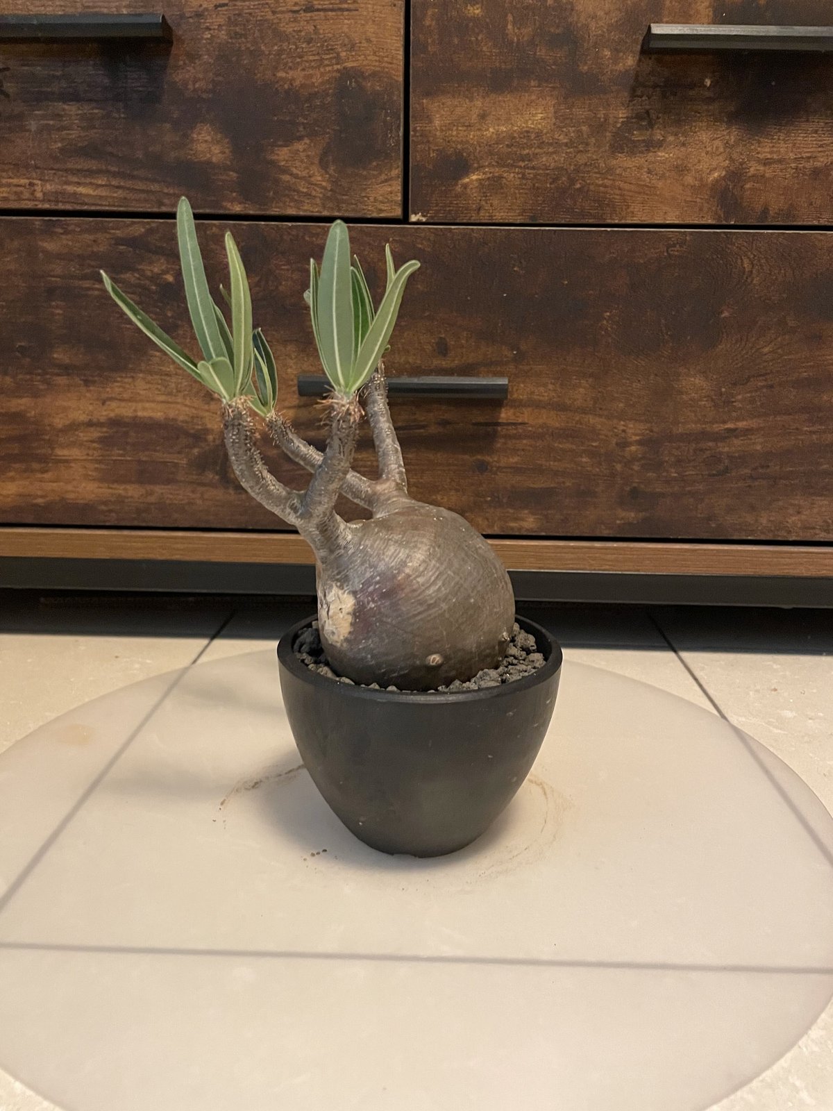 パキポディウムグラキリス | uc.plant Store