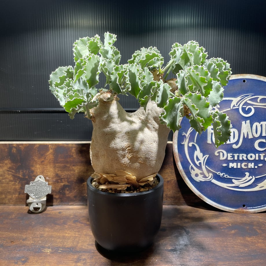 キフォステンマ マクロプス(ソマリア)発根済 | uc.plant Store