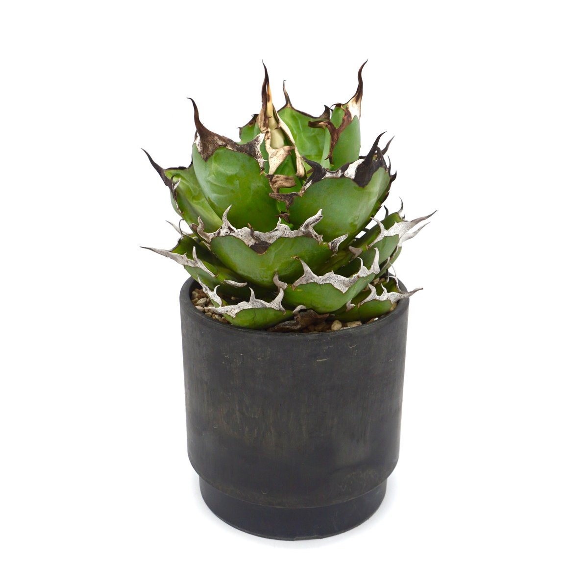 Agave titanota Hades/黒帝斯/ハデス(No.351) | LEO. Agave titanota Hades/黒帝斯/ハデス(No.351) | LEO.